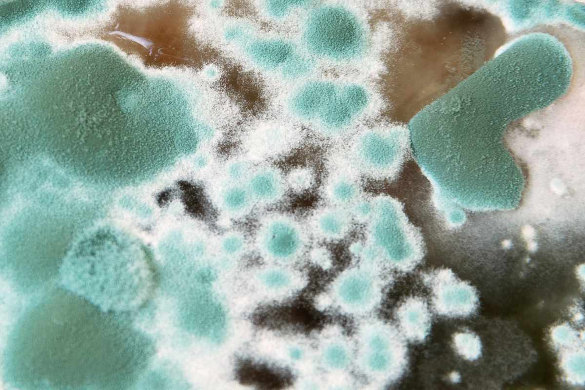 The Many Faces of Mushrooms - Key Fungal Groups Explained