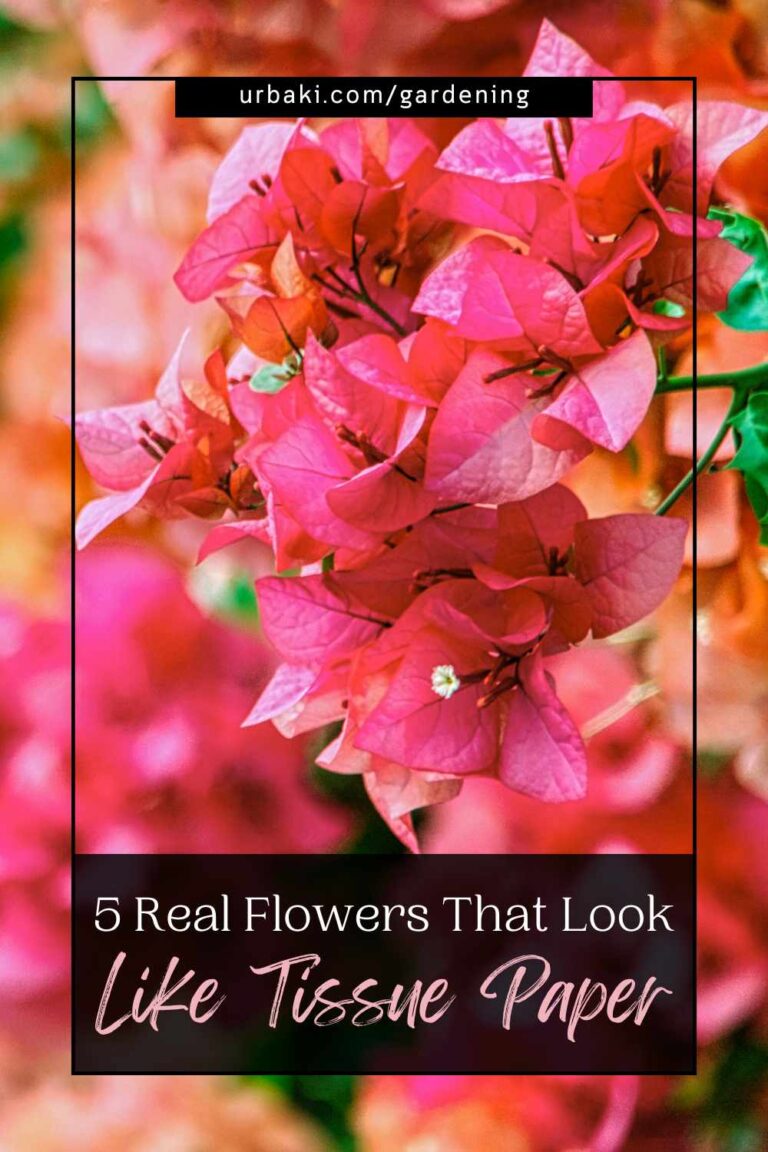 5 Real Flowers That Look Like Tissue Paper