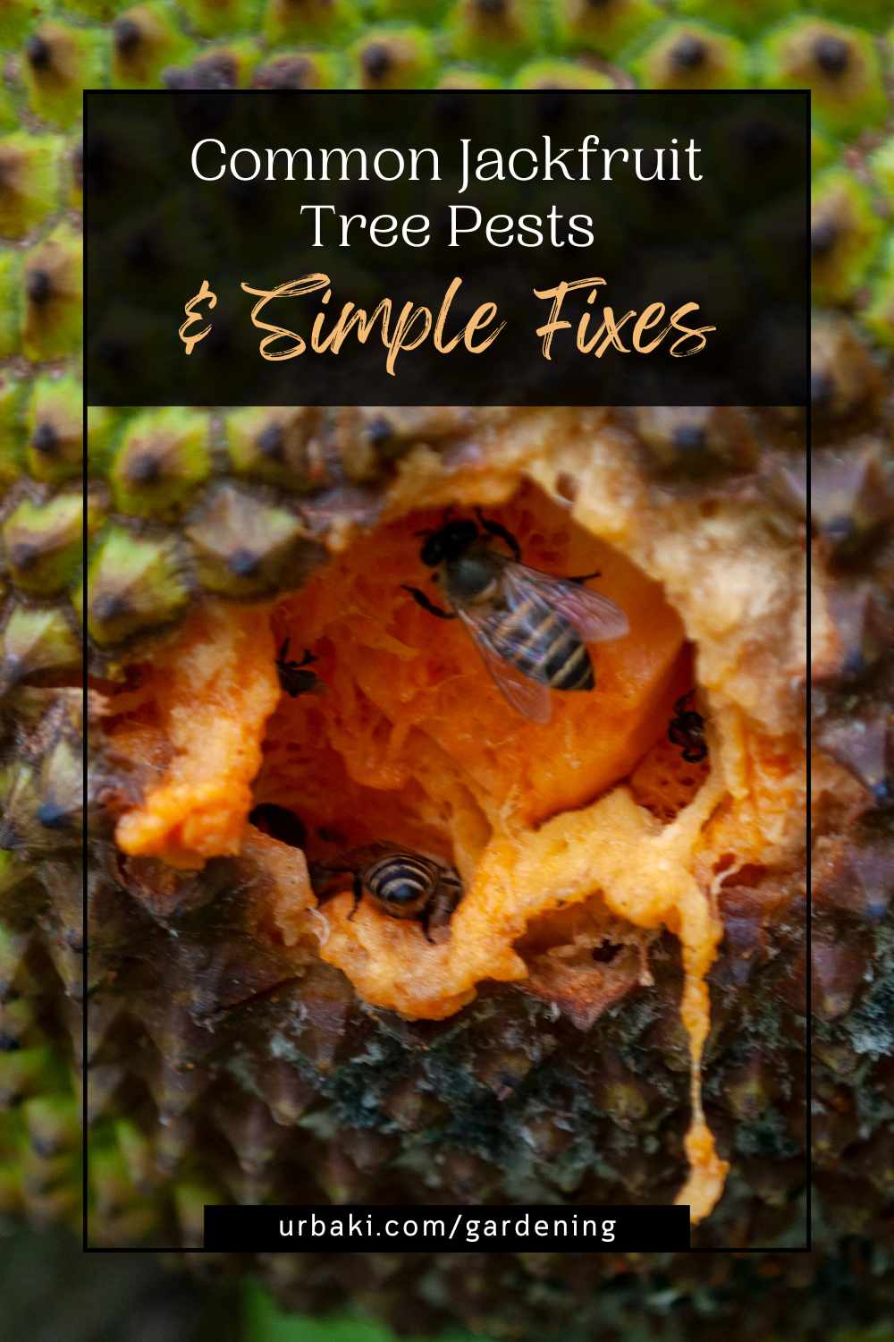 Common Jackfruit Tree Pests & Simple Fixes
