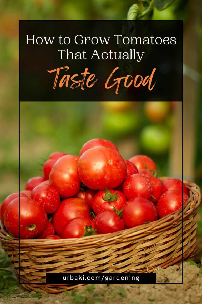 How to Grow Tomatoes That Actually Taste Good