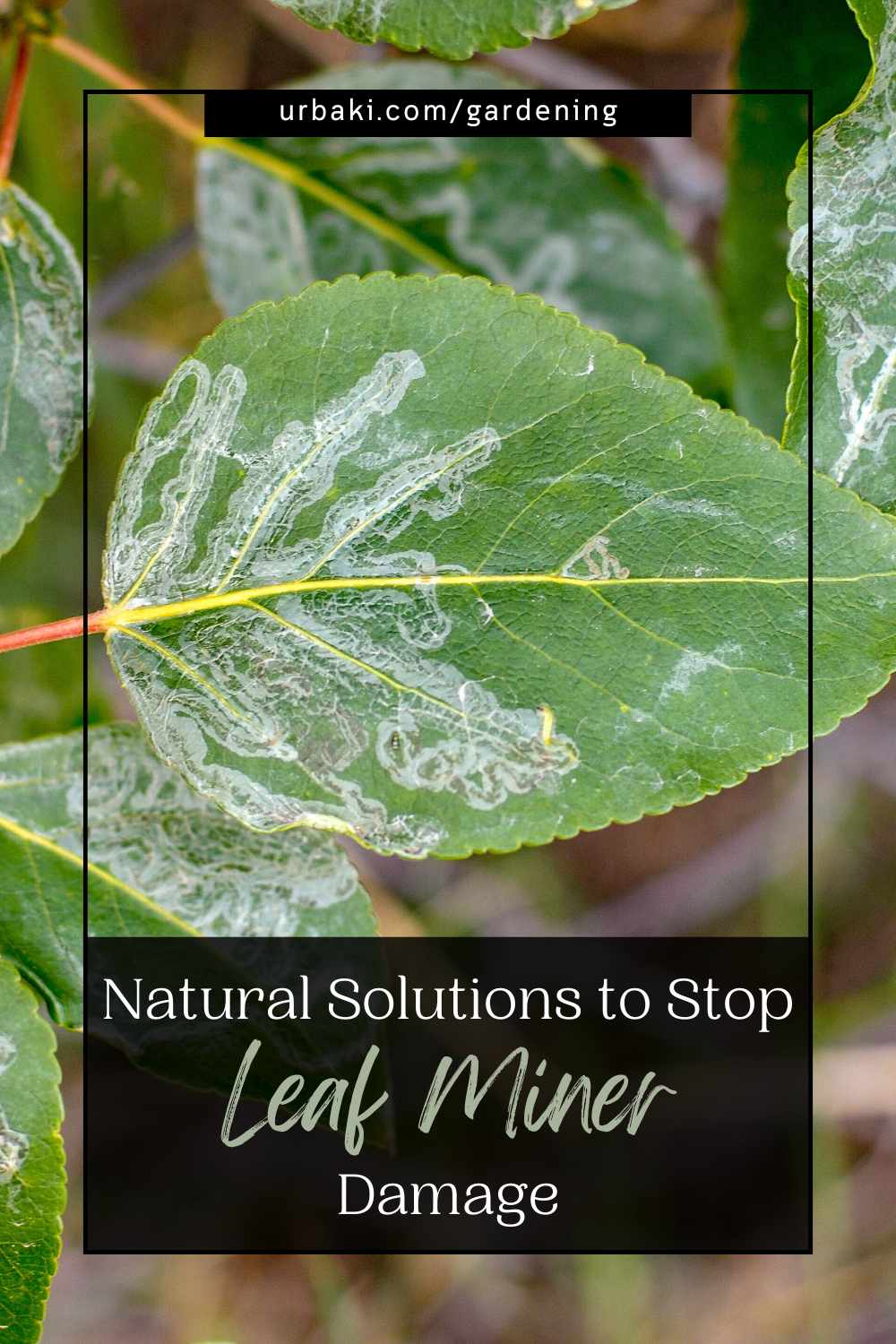 Natural Solutions to Stop Leaf Miner Damage