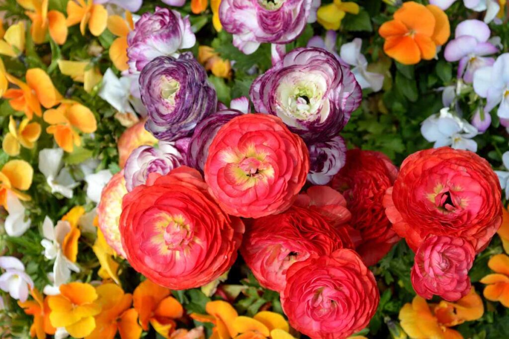 5 Real Flowers That Look Like Tissue Paper