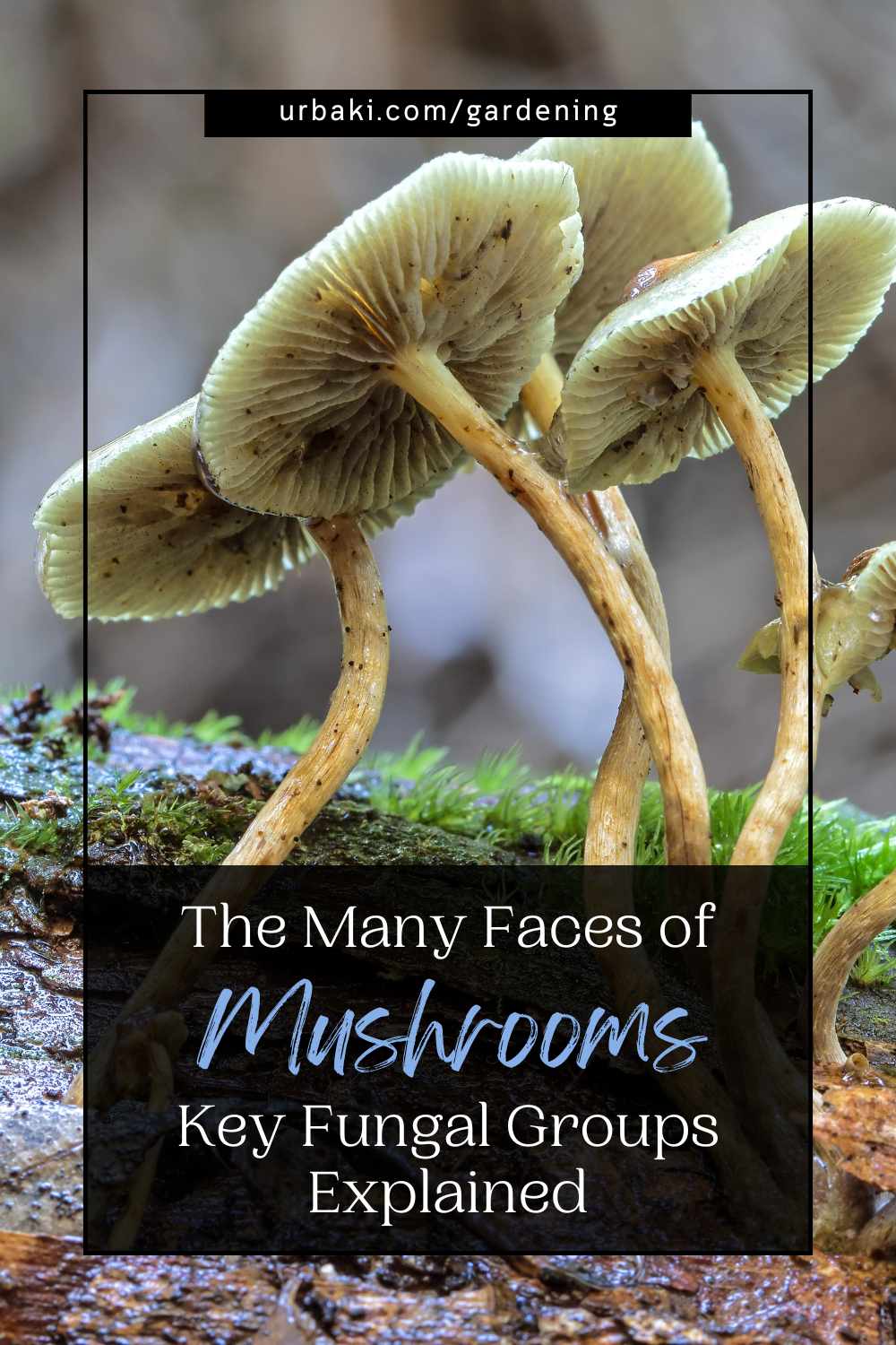 The Many Faces of Mushrooms - Key Fungal Groups Explained