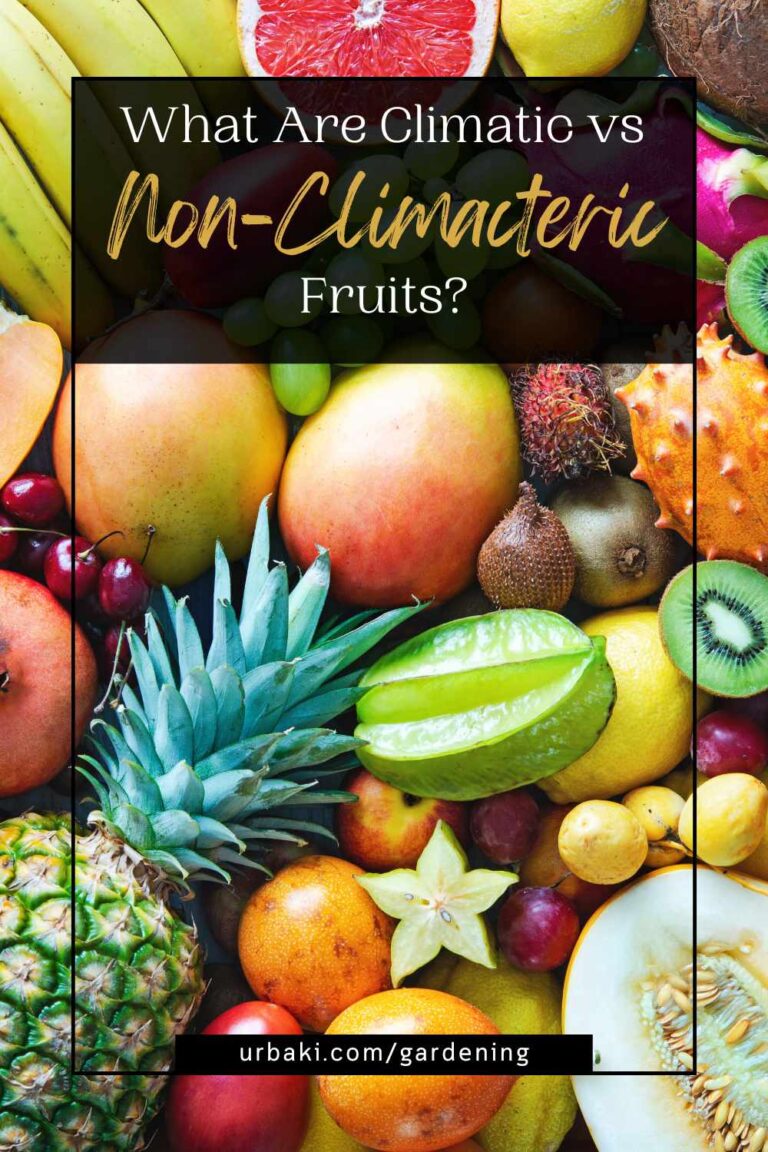 What Are Climatic vs Non-Climacteric Fruits?