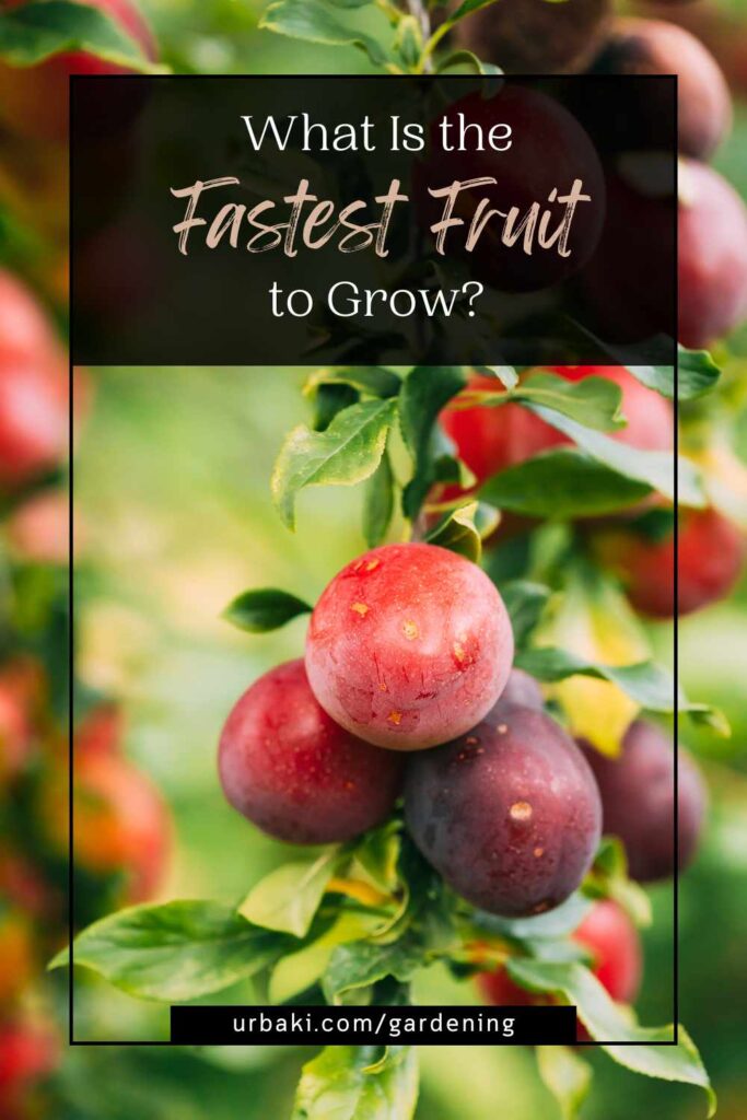 What Is the Fastest Fruit to Grow?