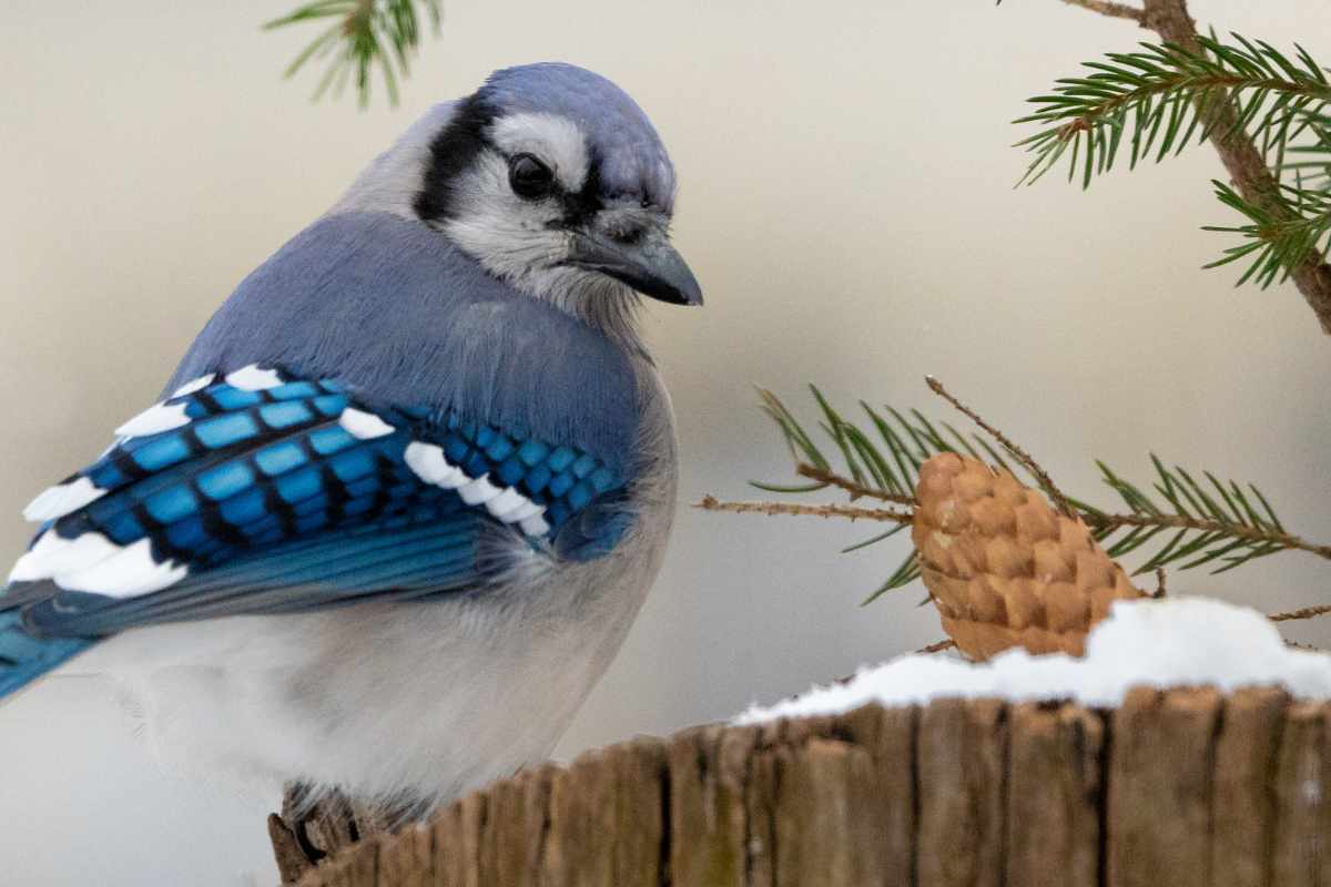 Top Blue-Feathered Birds You Can Spot in Your Garden