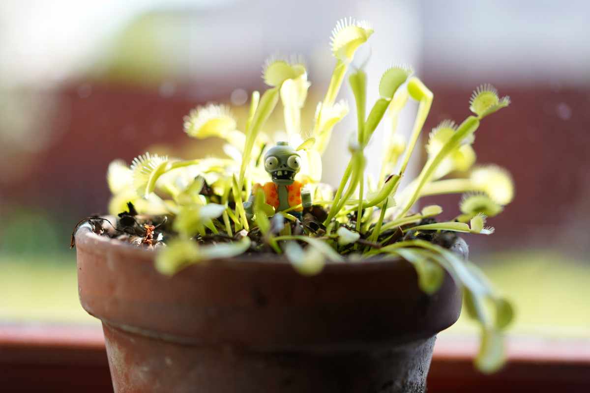 What Are Zombie Plants and Do They Really Exist?
