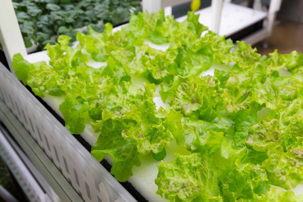 Subterranean Gardens - Growing Food Underground