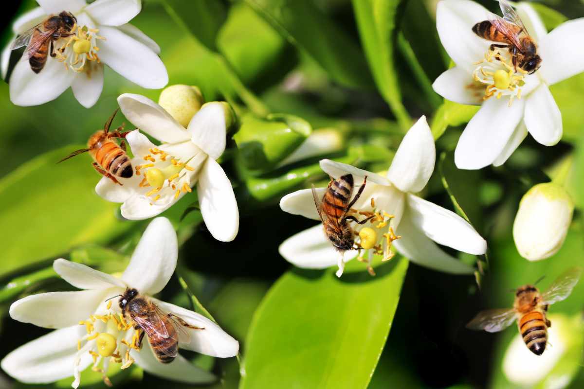 What Is the #1 Pollinator You Need in Your Garden?