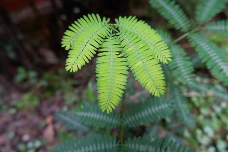 What Are Zombie Plants and Do They Really Exist?