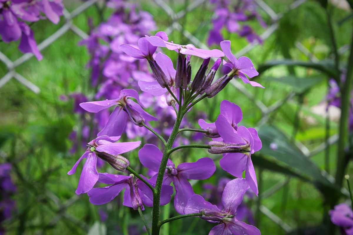 Wallflowers in the Garden: Easy Color for Every Corner