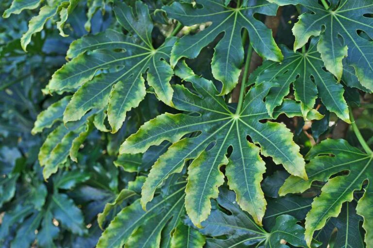 Fatsia Japonica Care Guide: A Bold Plant for Shady Gardens