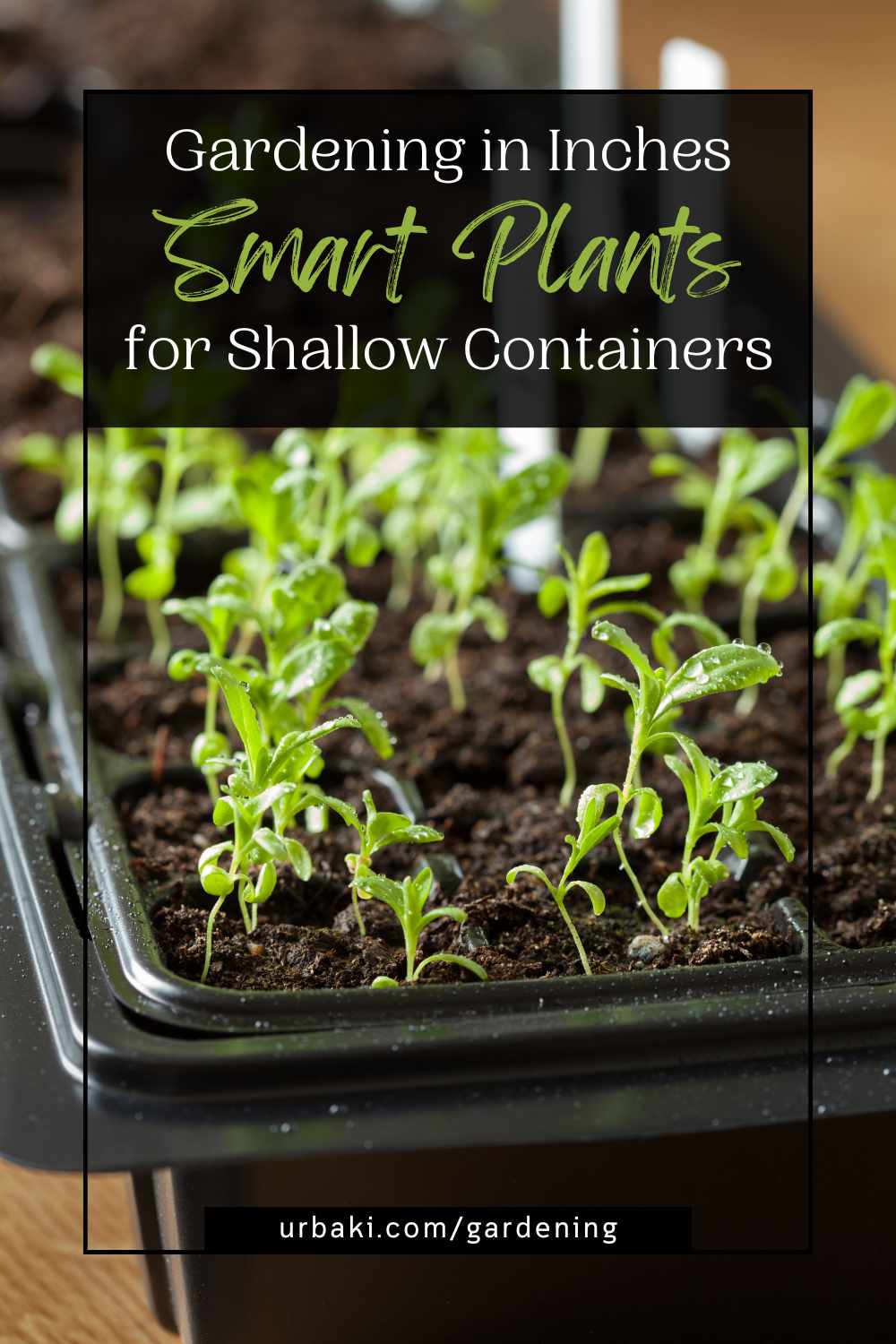 Gardening in Inches - Smart Plants for Shallow Containers
