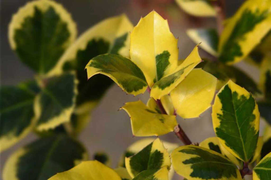 Meet the Oldest Known Plant Still Alive