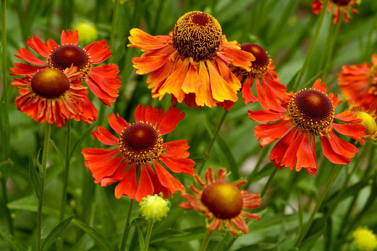 Sneezeweed in Bloom: Late-Season Color You’ll Love