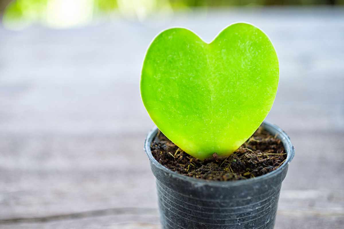 Grow Hoya Kerrii Indoors: The Adorable Heart-Shaped Plant