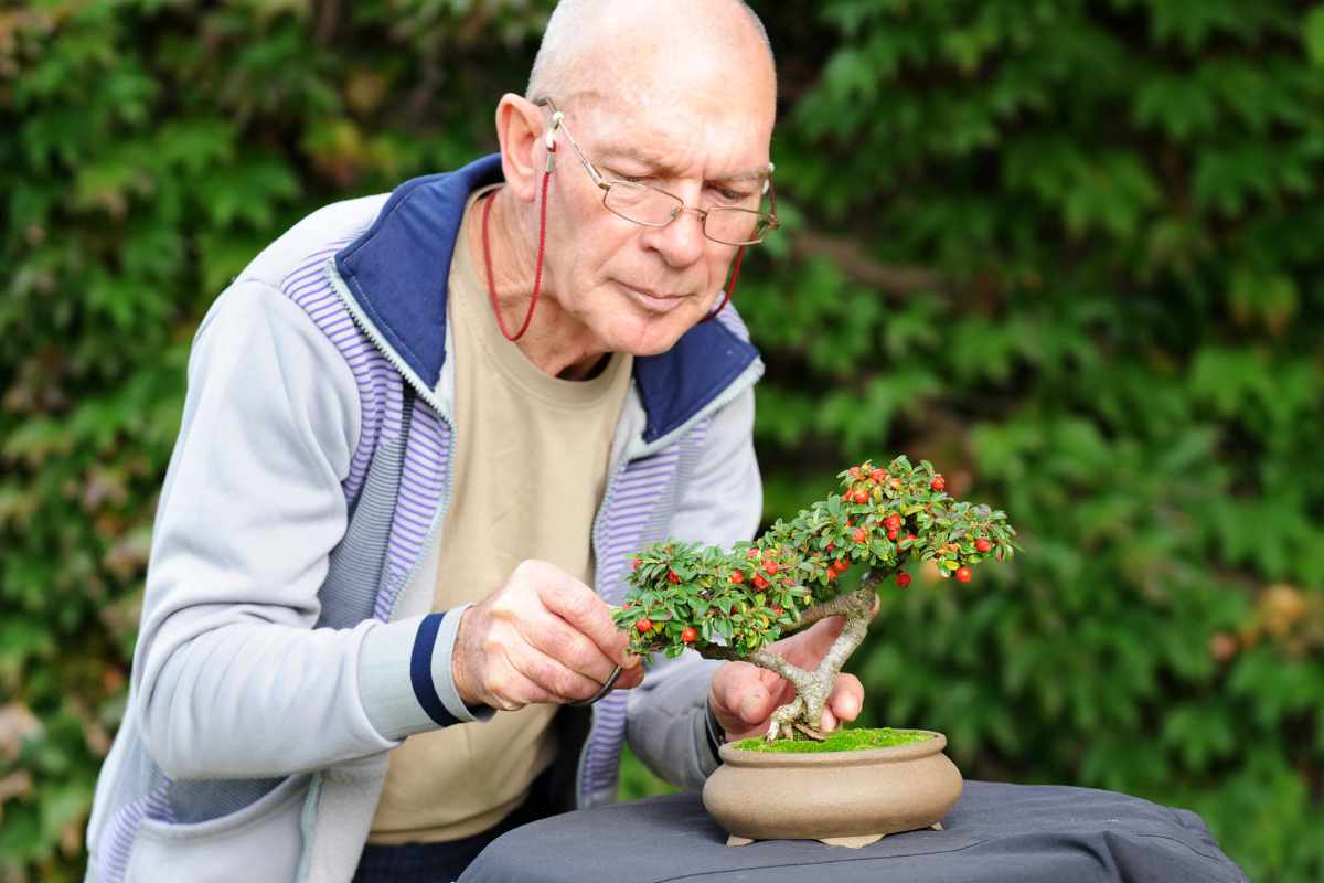 The History of Bonsai: From Samurai to Modern Art