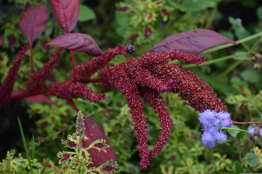 How to Grow Amaranth - Beautiful and Edible Blooms