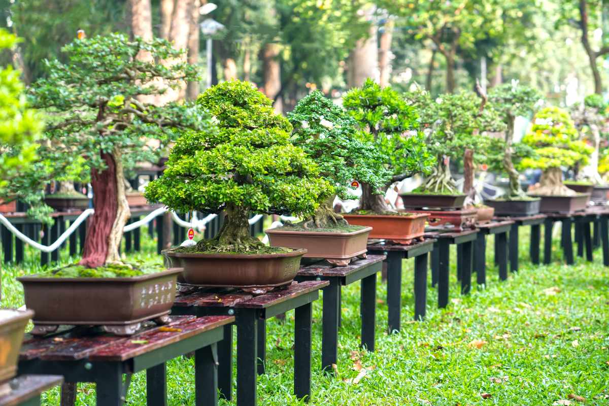 The History of Bonsai: From Samurai to Modern Art
