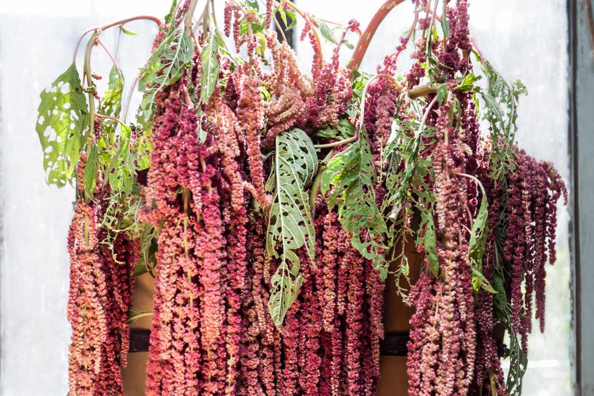 How to Grow Amaranth - Beautiful and Edible Blooms