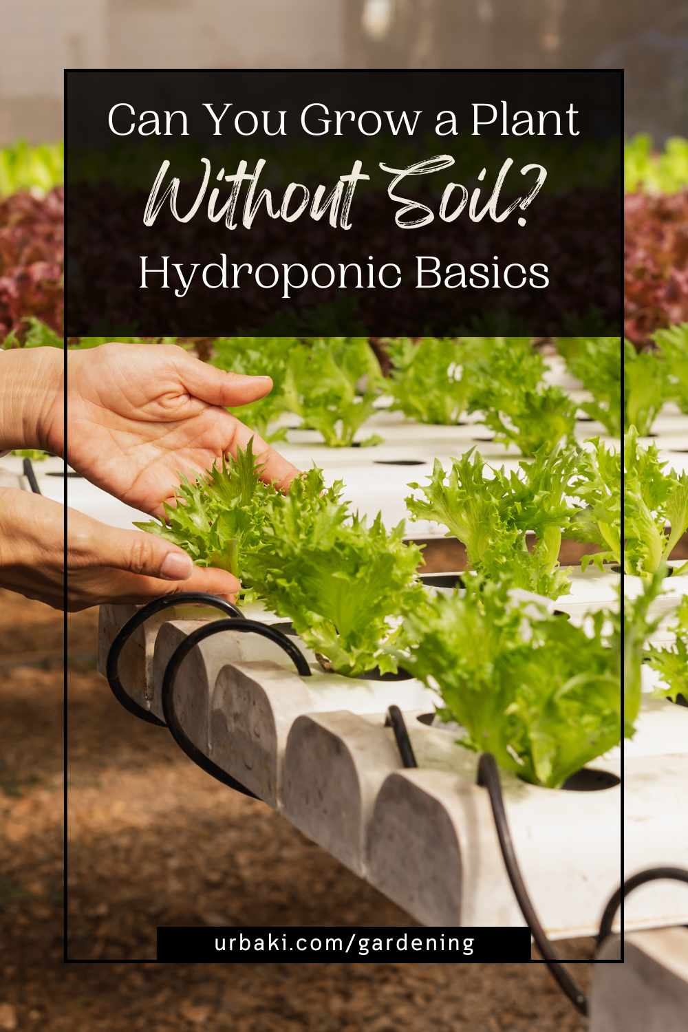 Can You Grow a Plant Without Soil? Hydroponic Basics