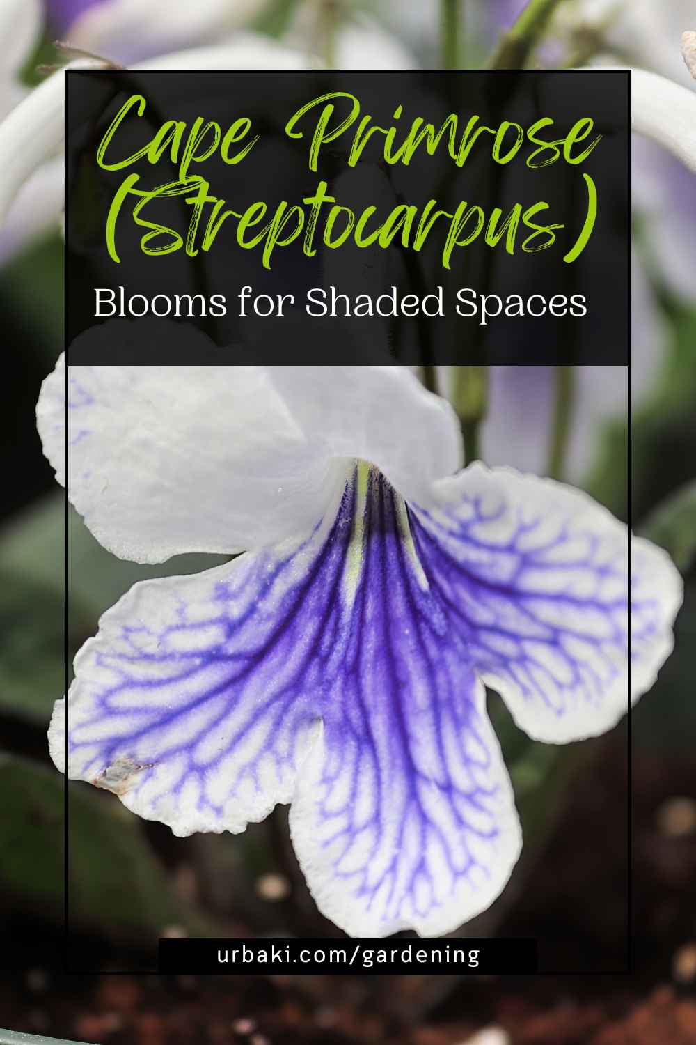 Cape Primrose (Streptocarpus): Blooms for Shaded Spaces
