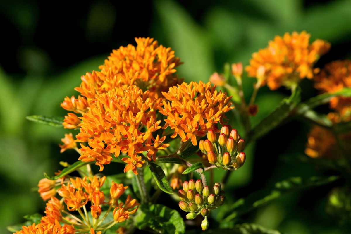 Butterfly Weed: A Must-Have for Monarch Gardens