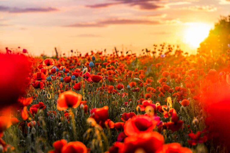 Flowers in Mythology: Their Secret Meanings