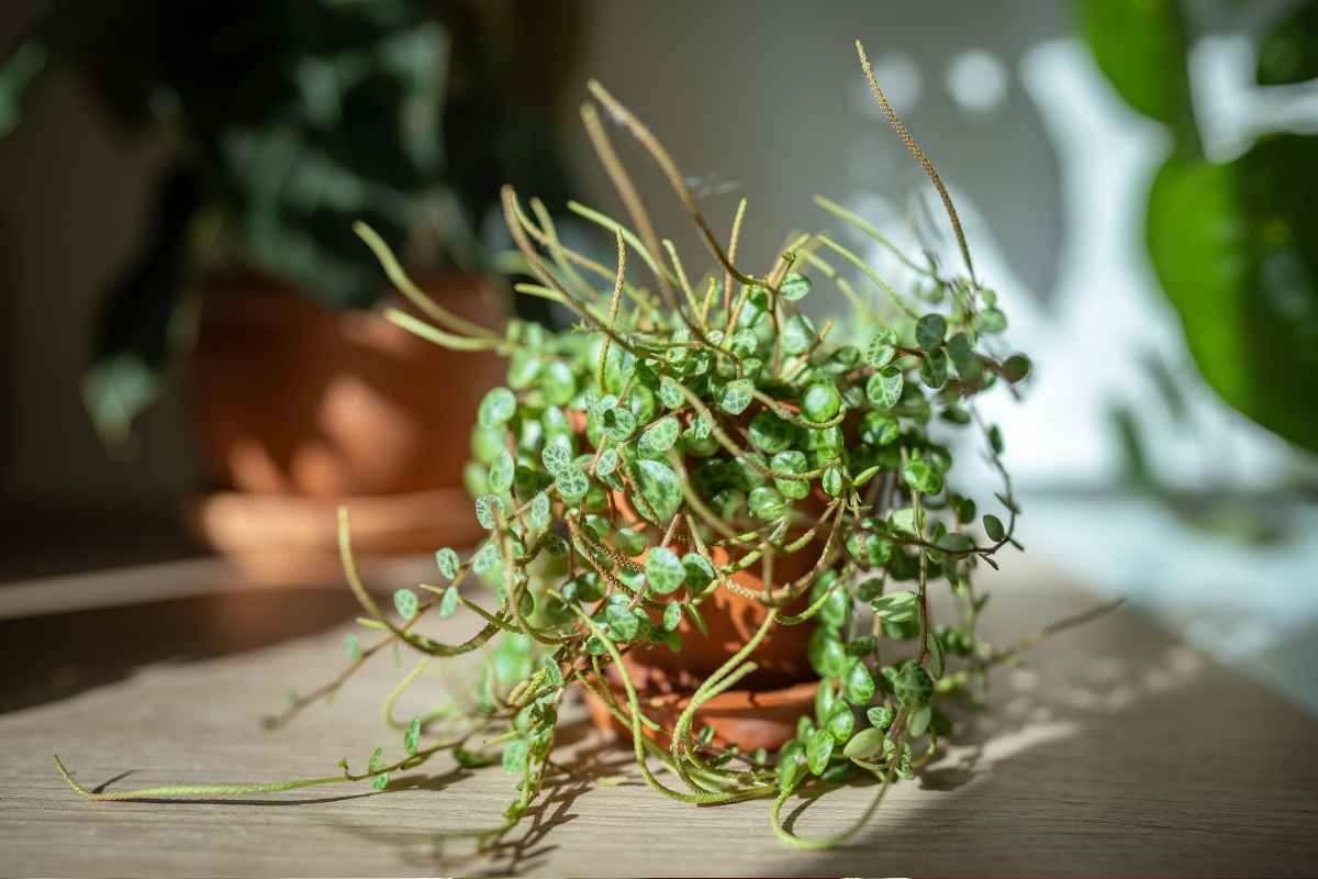 String of Turtles Plant: Tips for a Thriving Display