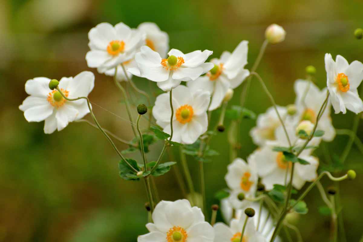 Anemone Flower Guide: From Planting to Blooming Success
