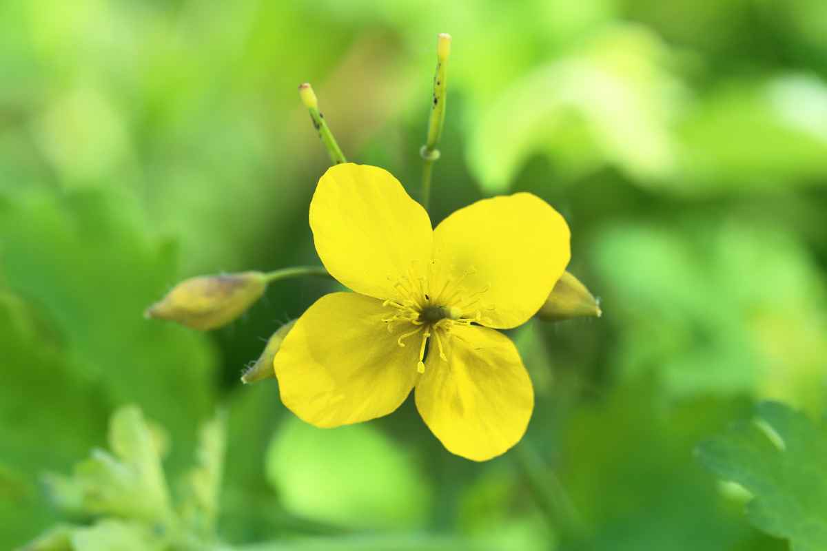 Growing Celandine: A Wildflower with Medicinal Charm