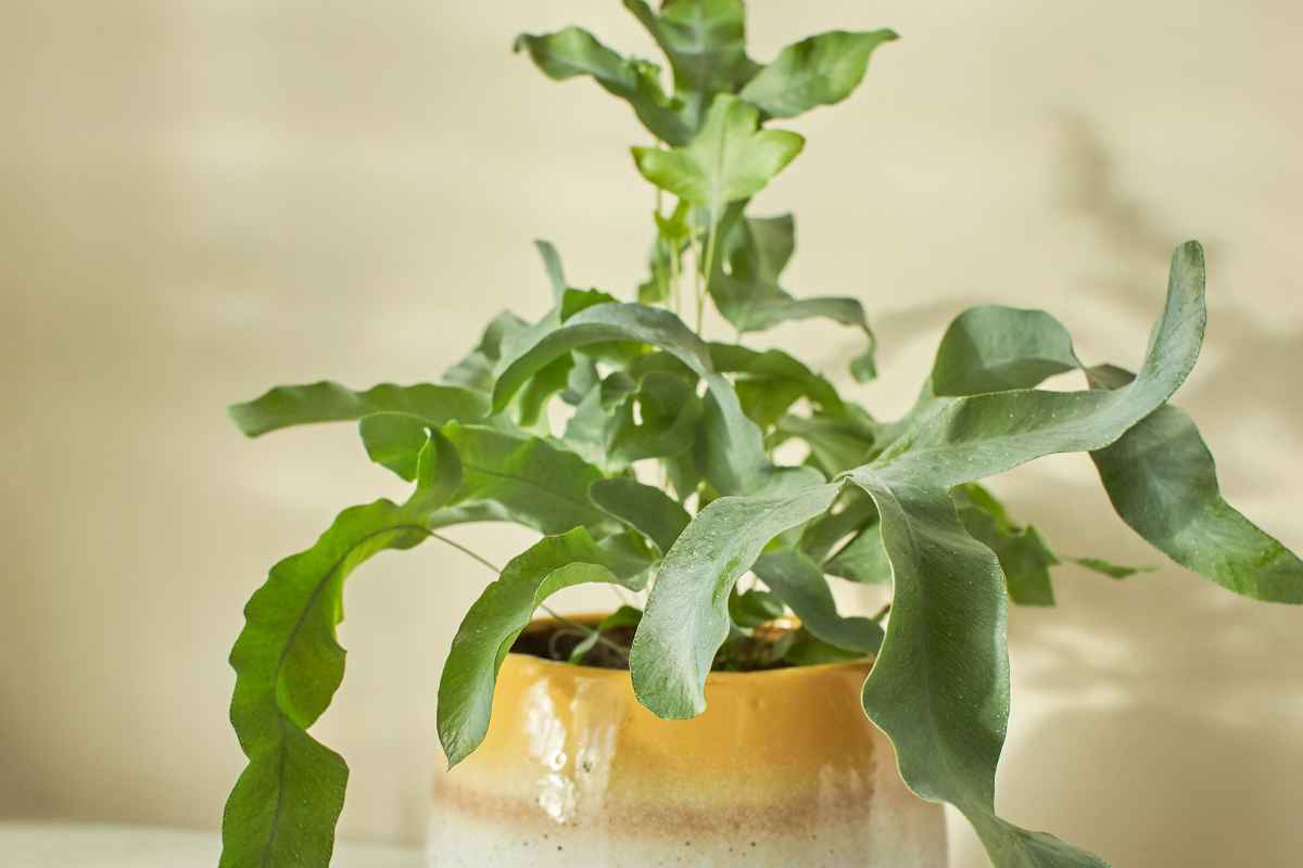 How to Care for a Blue Star Fern in Low Light