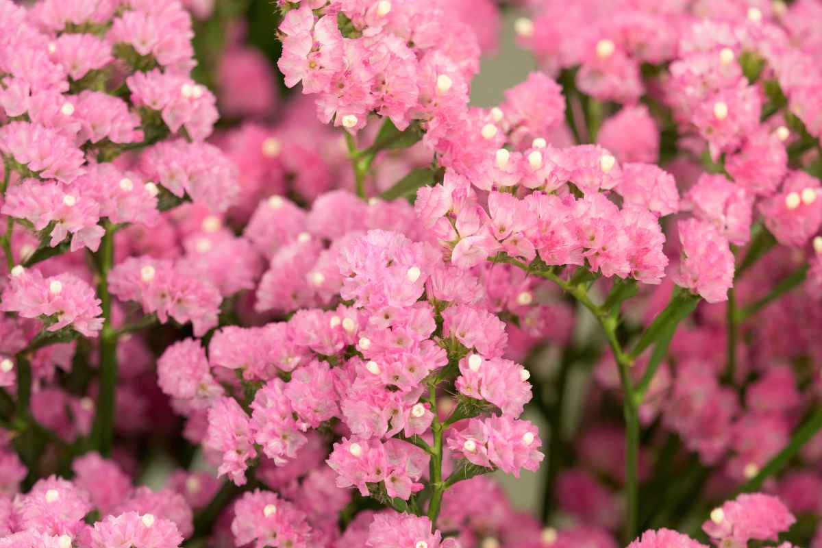Statice Flowers: Dried Blooms That Last All Year