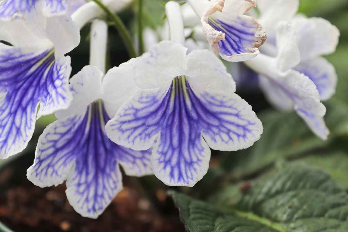 Cape Primrose (Streptocarpus): Blooms for Shaded Spaces