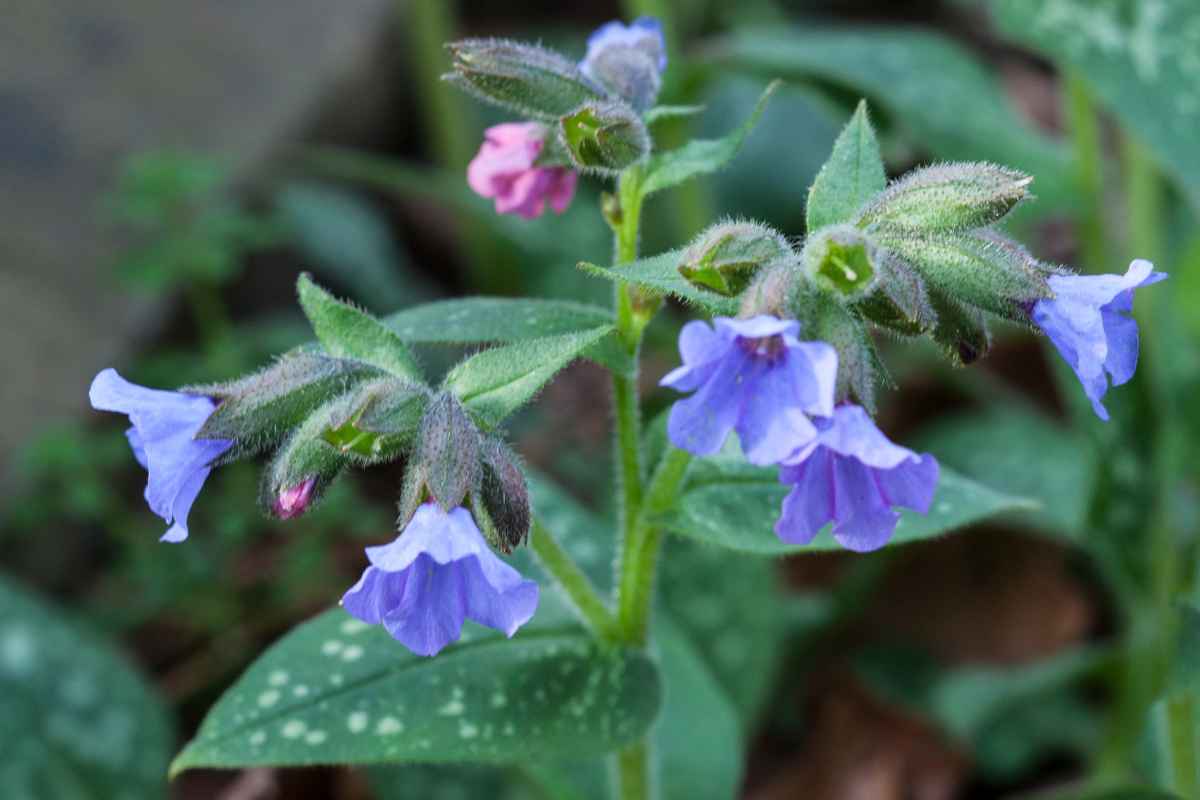 Lungwort (Pulmonaria): A Shade-Lover with Spotted Leaves
