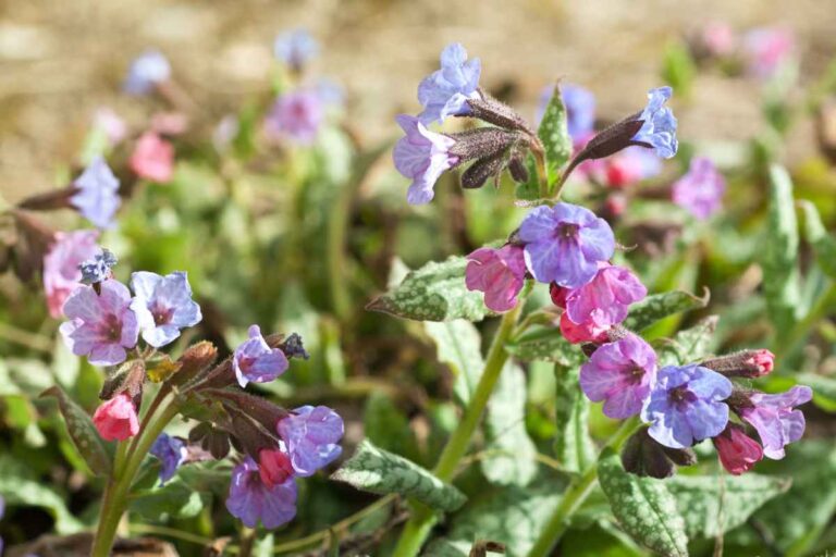Lungwort (Pulmonaria): A Shade-Lover with Spotted Leaves