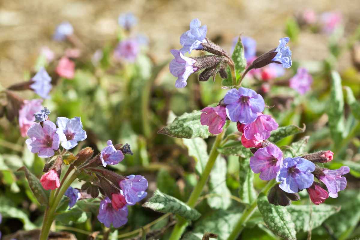 Lungwort (Pulmonaria): A Shade-Lover with Spotted Leaves