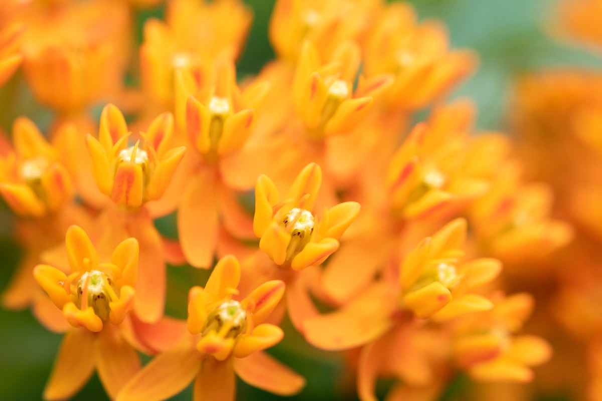 Butterfly Weed: A Must-Have for Monarch Gardens