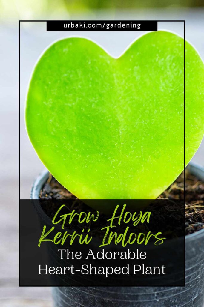 Grow Hoya Kerrii Indoors: The Adorable Heart-Shaped Plant