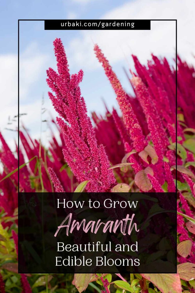 How to Grow Amaranth - Beautiful and Edible Blooms