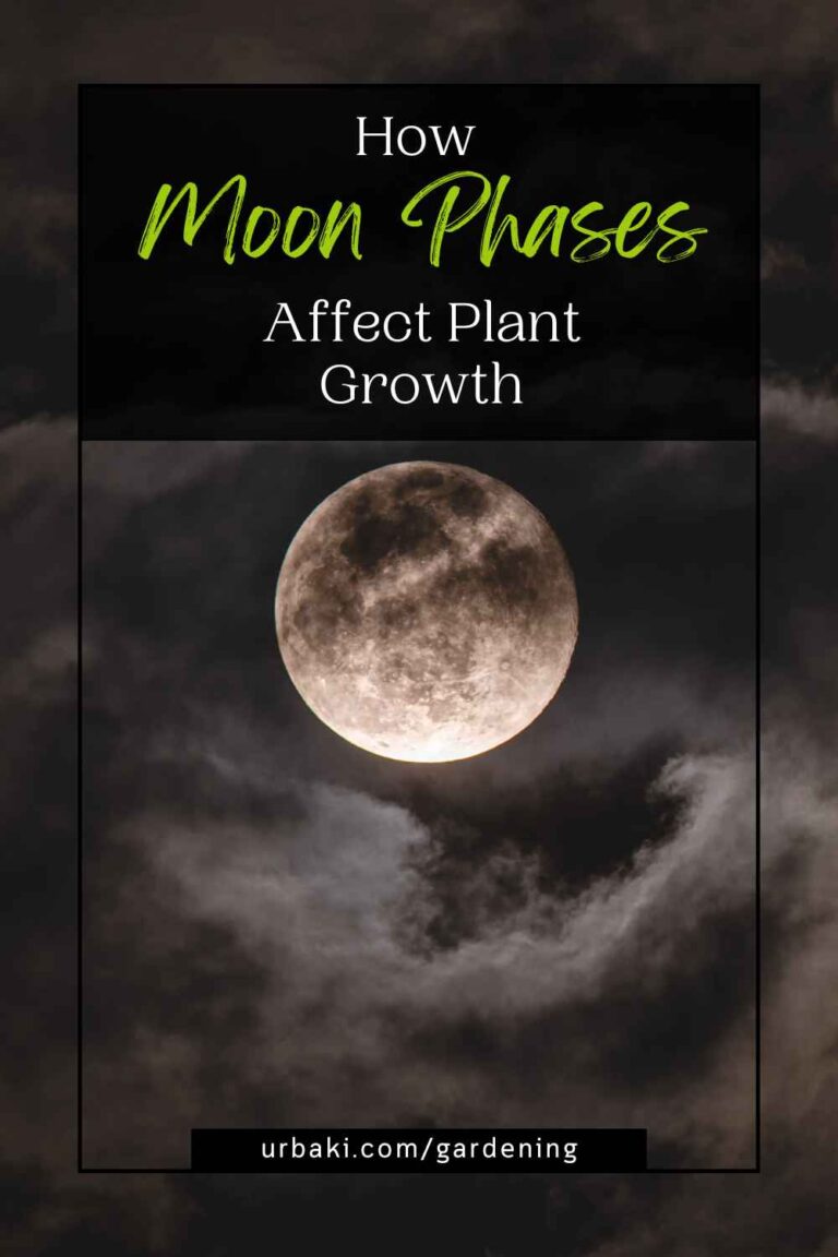 How Moon Phases Affect Plant Growth