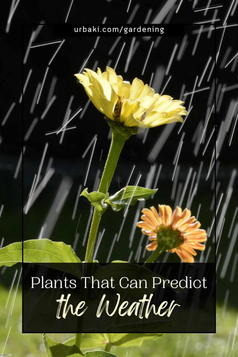 Plants That Can Predict the Weather