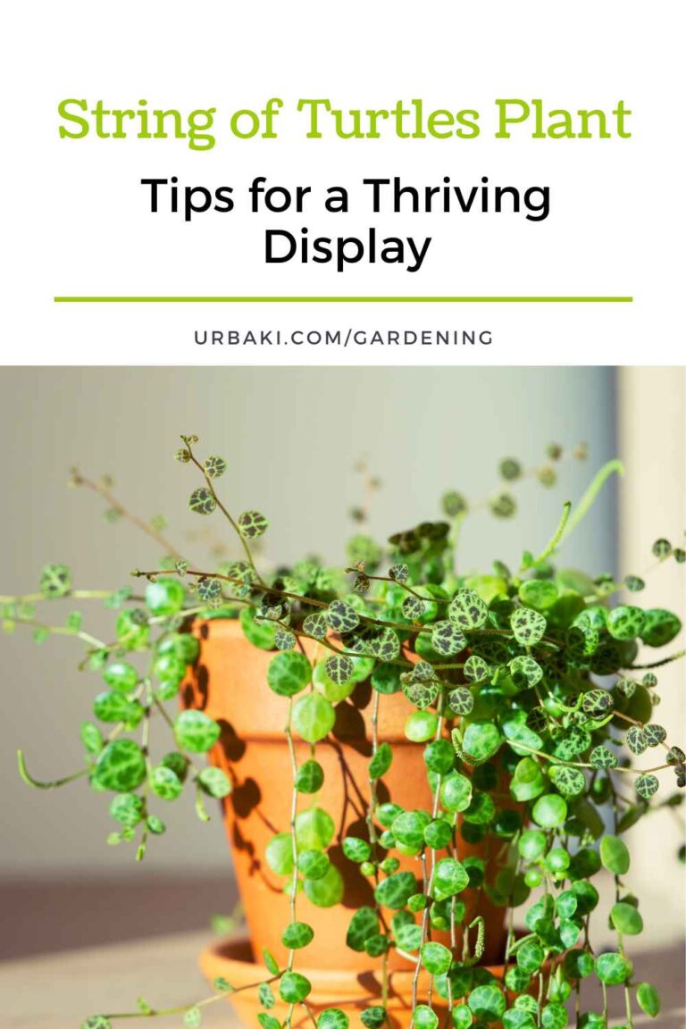 String of Turtles Plant: Tips for a Thriving Display