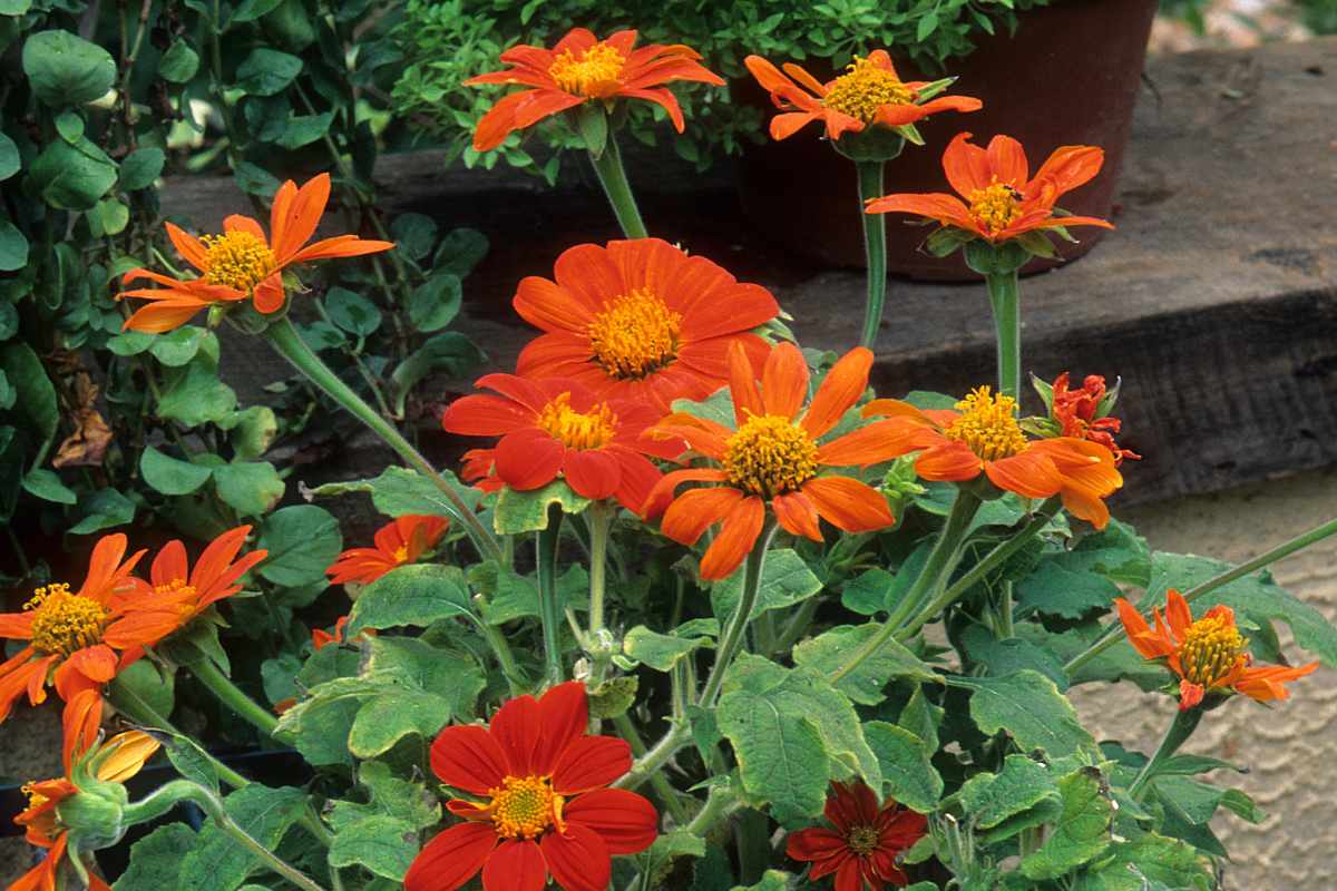 Tithonia (Mexican Sunflower): A Magnet for Monarchs