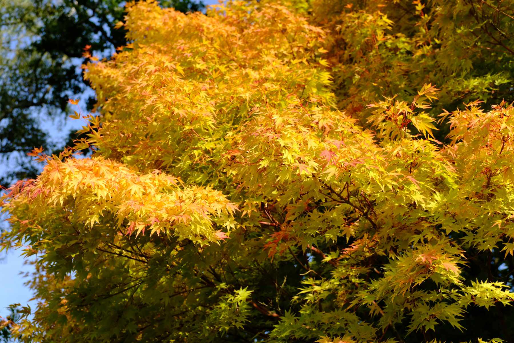 Growing the Stunning Coral Bark Maple Tree (Acer palmatum 'Sango Kaku')