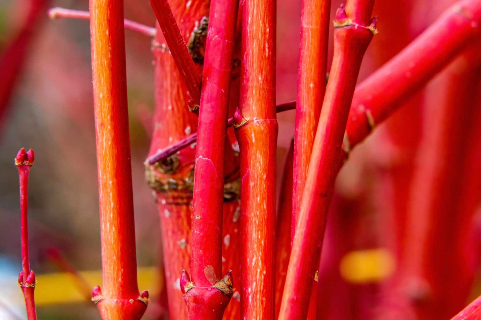 Growing the Stunning Coral Bark Maple Tree (Acer palmatum 'Sango Kaku')