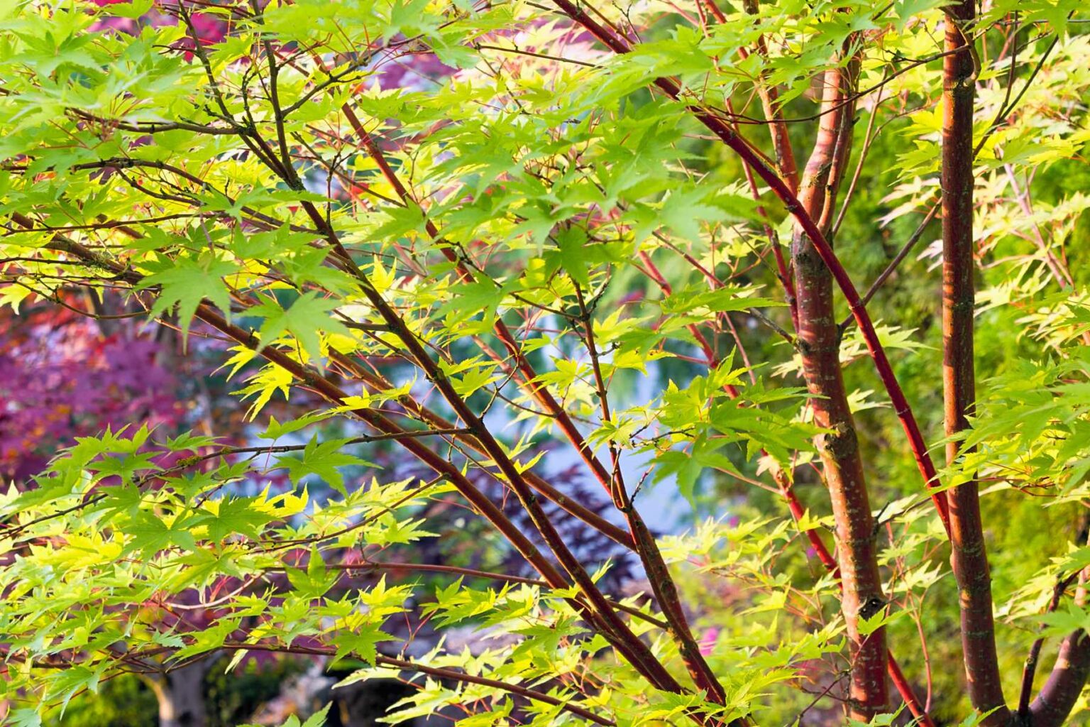 Growing the Stunning Coral Bark Maple Tree (Acer palmatum 'Sango Kaku')