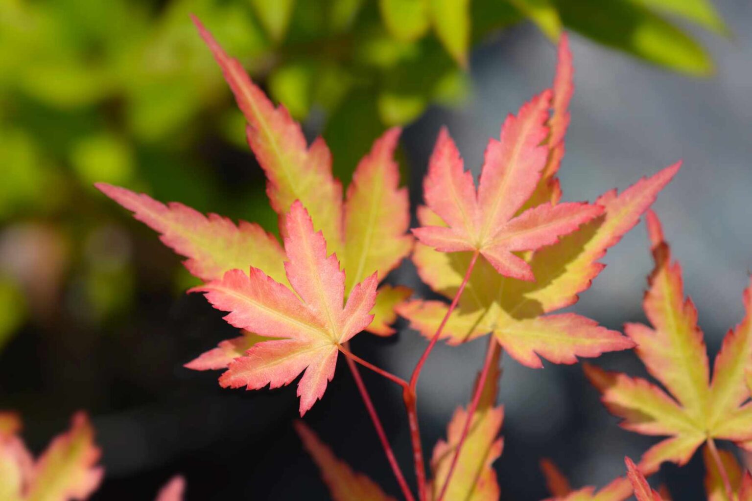 Growing the Stunning Coral Bark Maple Tree (Acer palmatum 'Sango Kaku')