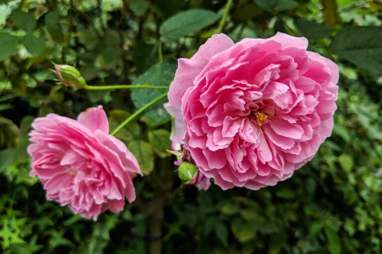How to Grow the Stunning Cabbage Rose
