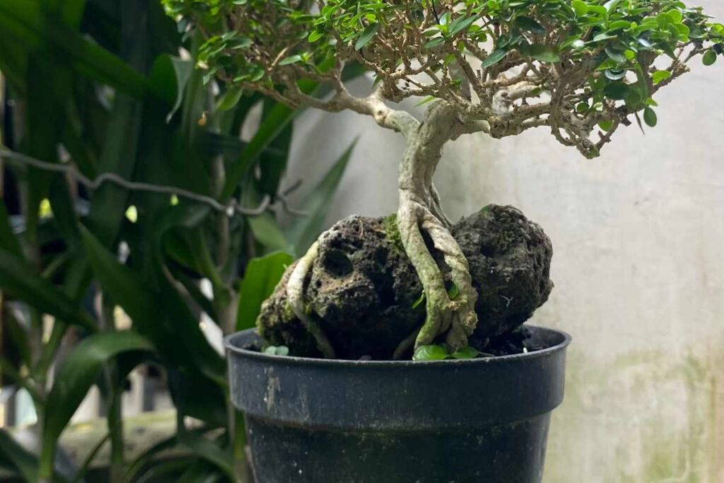 How to Repot Bonsai Trees for Maximum Growth and Beauty